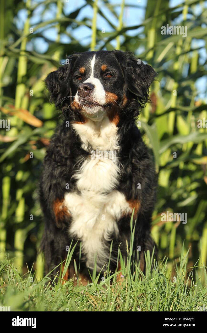 Bernese Mountain Dog Portrait Stock Photo - Alamy