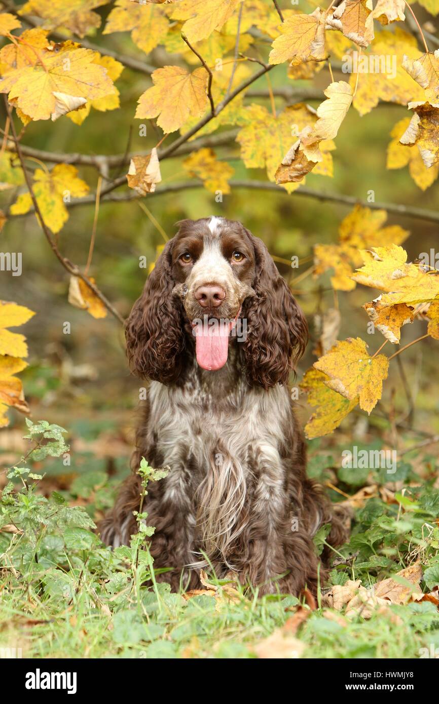 sitting English Cocker Spaniel Stock Photo - Alamy