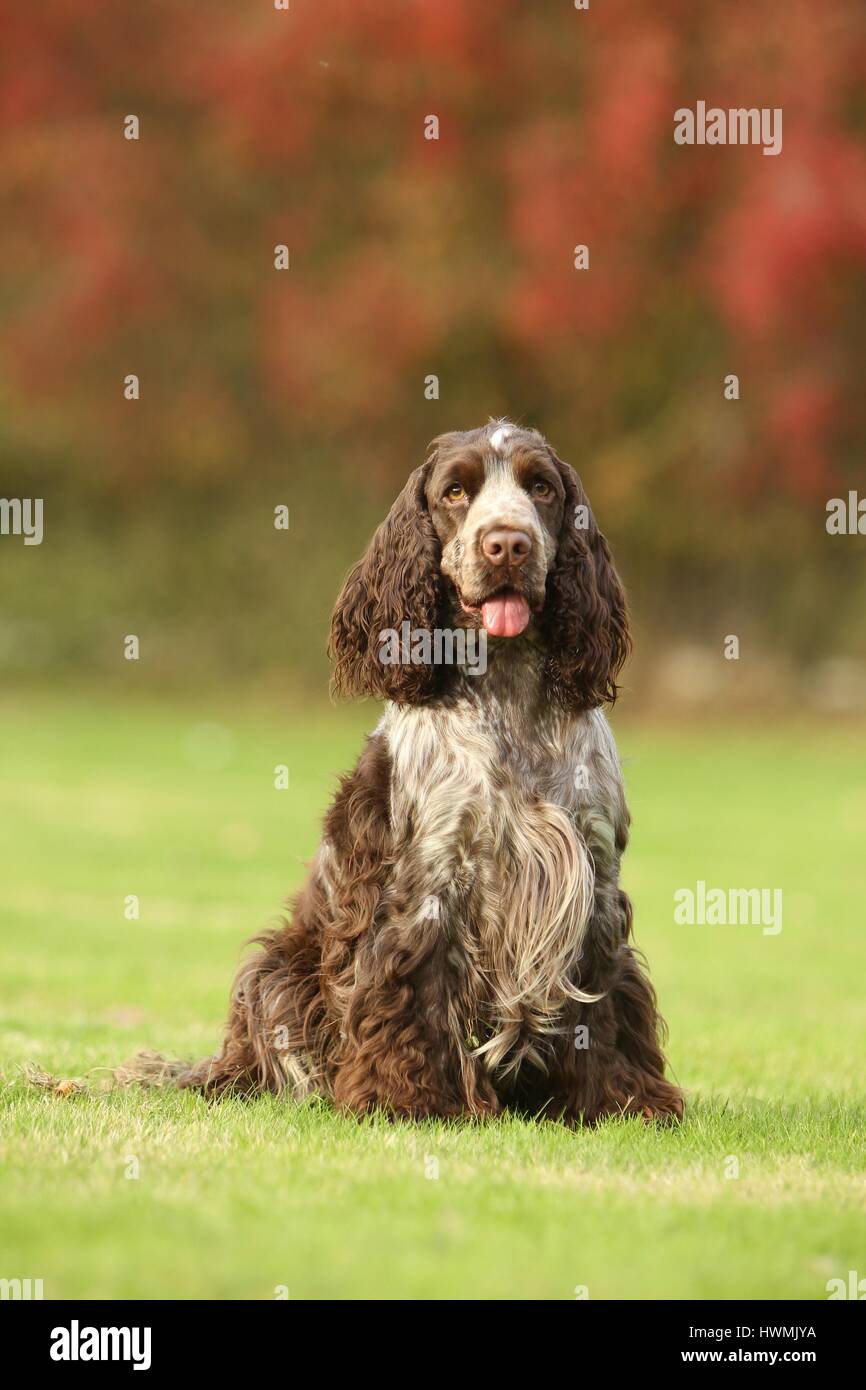 sitting English Cocker Spaniel Stock Photo - Alamy