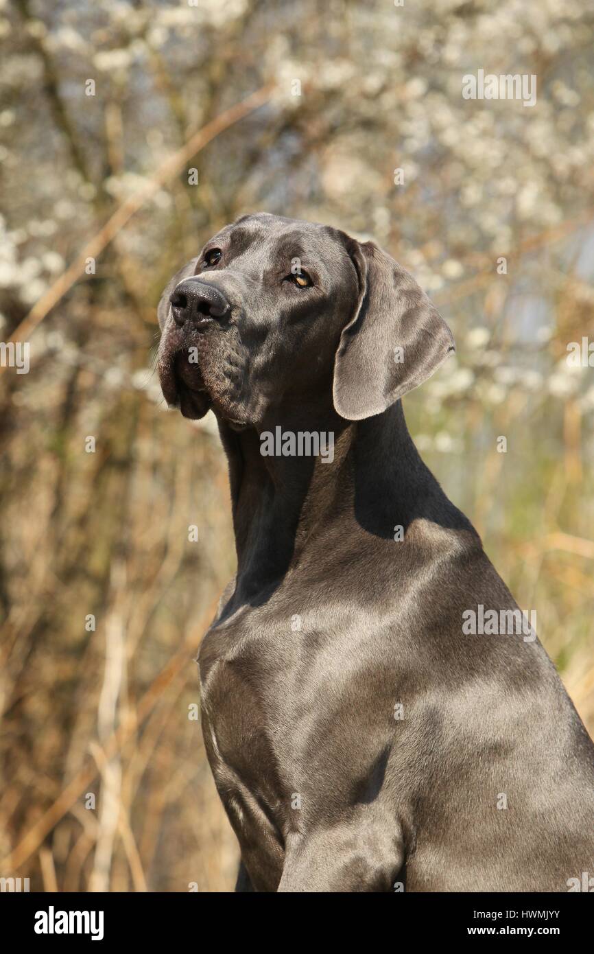 Great Dane Portrait Stock Photo - Alamy