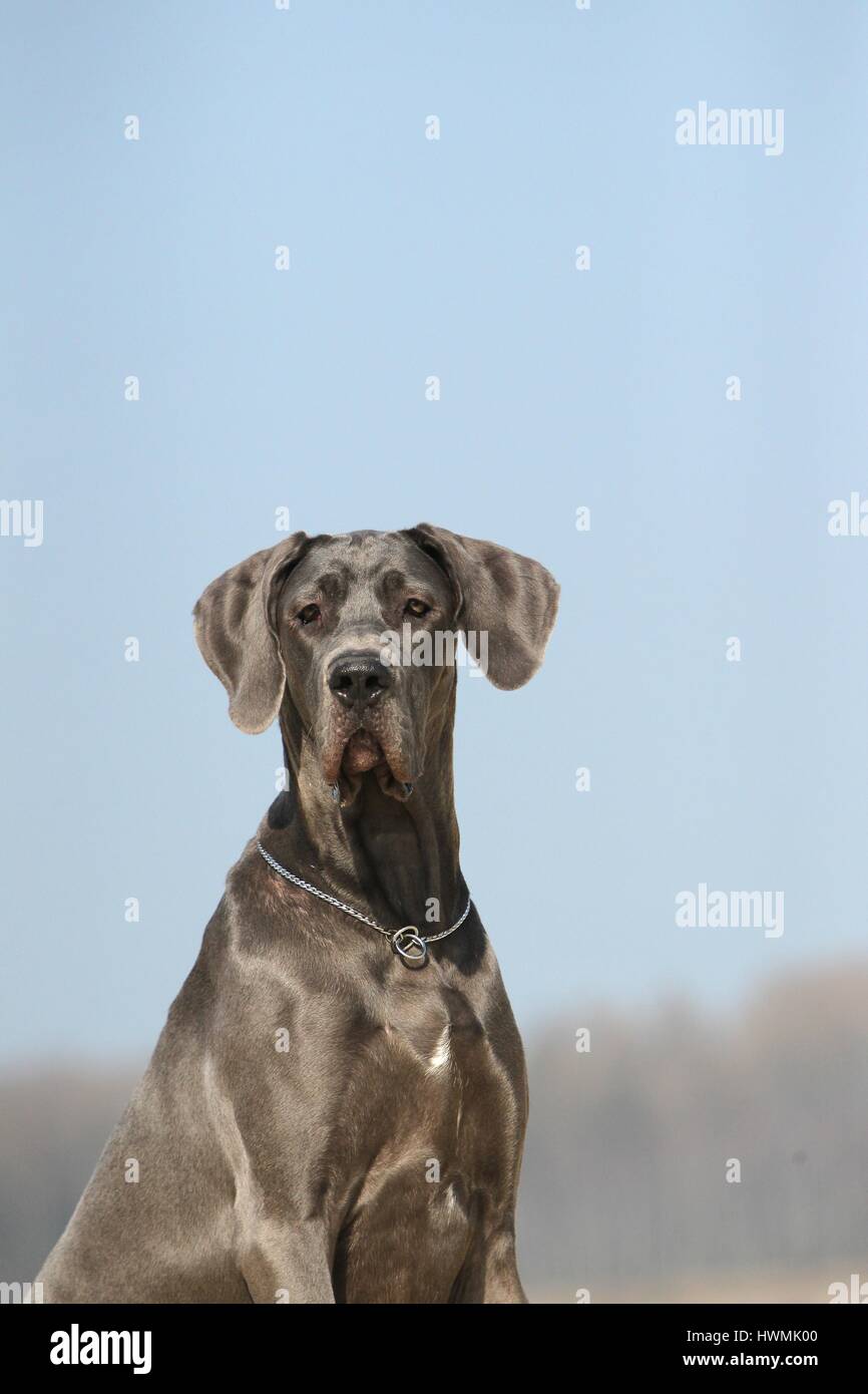 Great Dane Portrait Stock Photo - Alamy