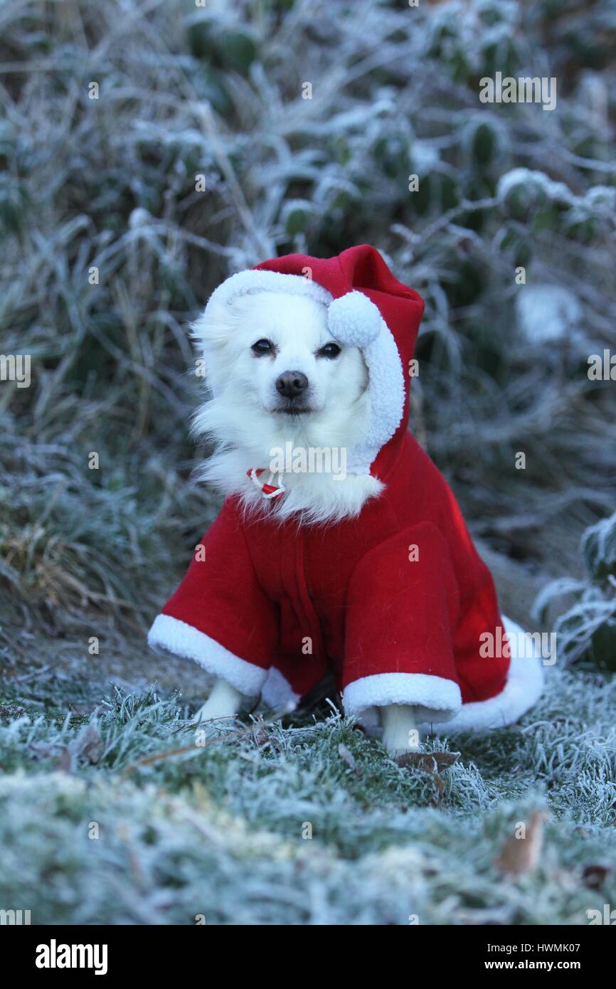 sitting German Spitz Stock Photo - Alamy