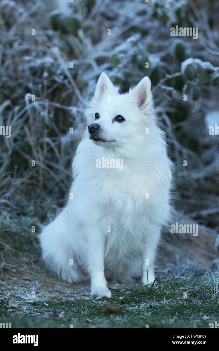sitting German Spitz Stock Photo - Alamy