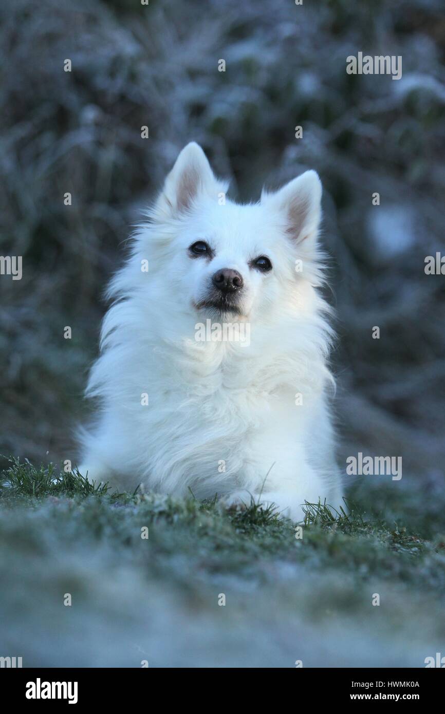 lying German Spitz Stock Photo - Alamy
