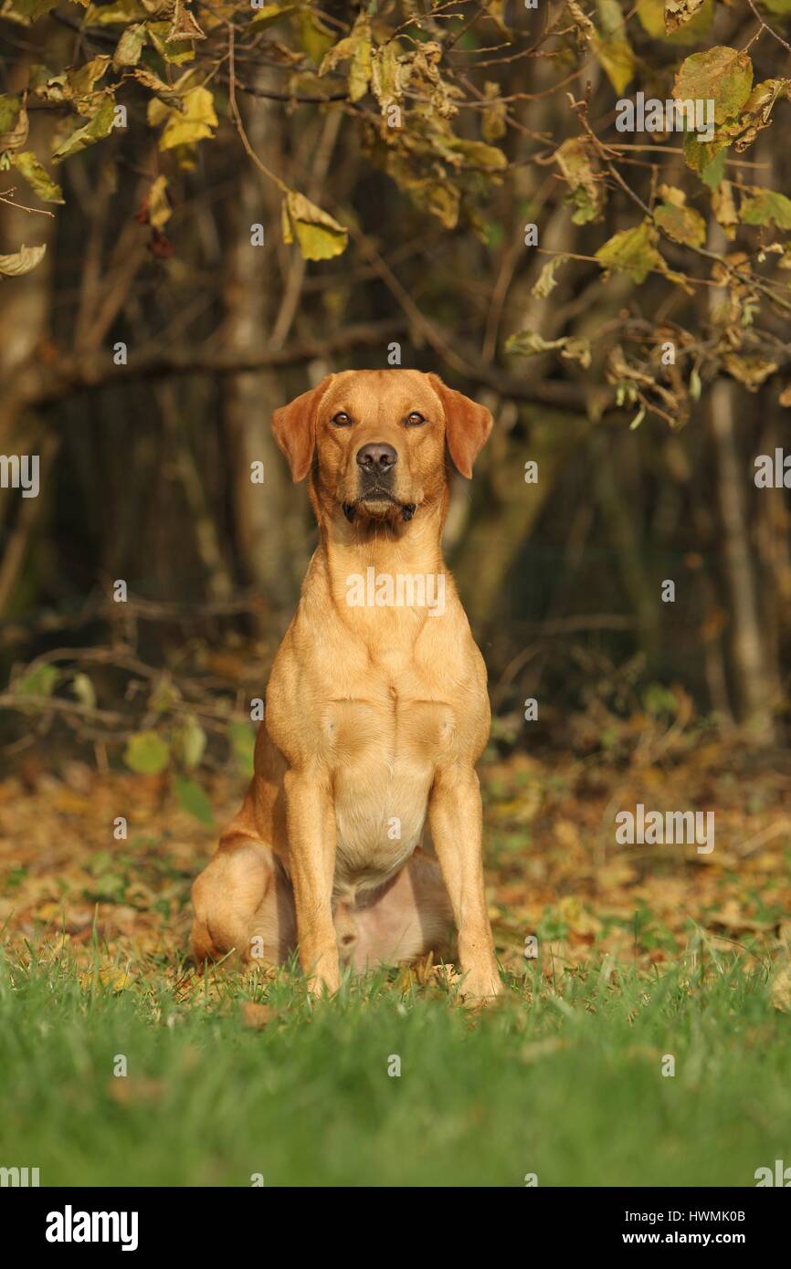 sitting Labrador Retriever Stock Photo - Alamy