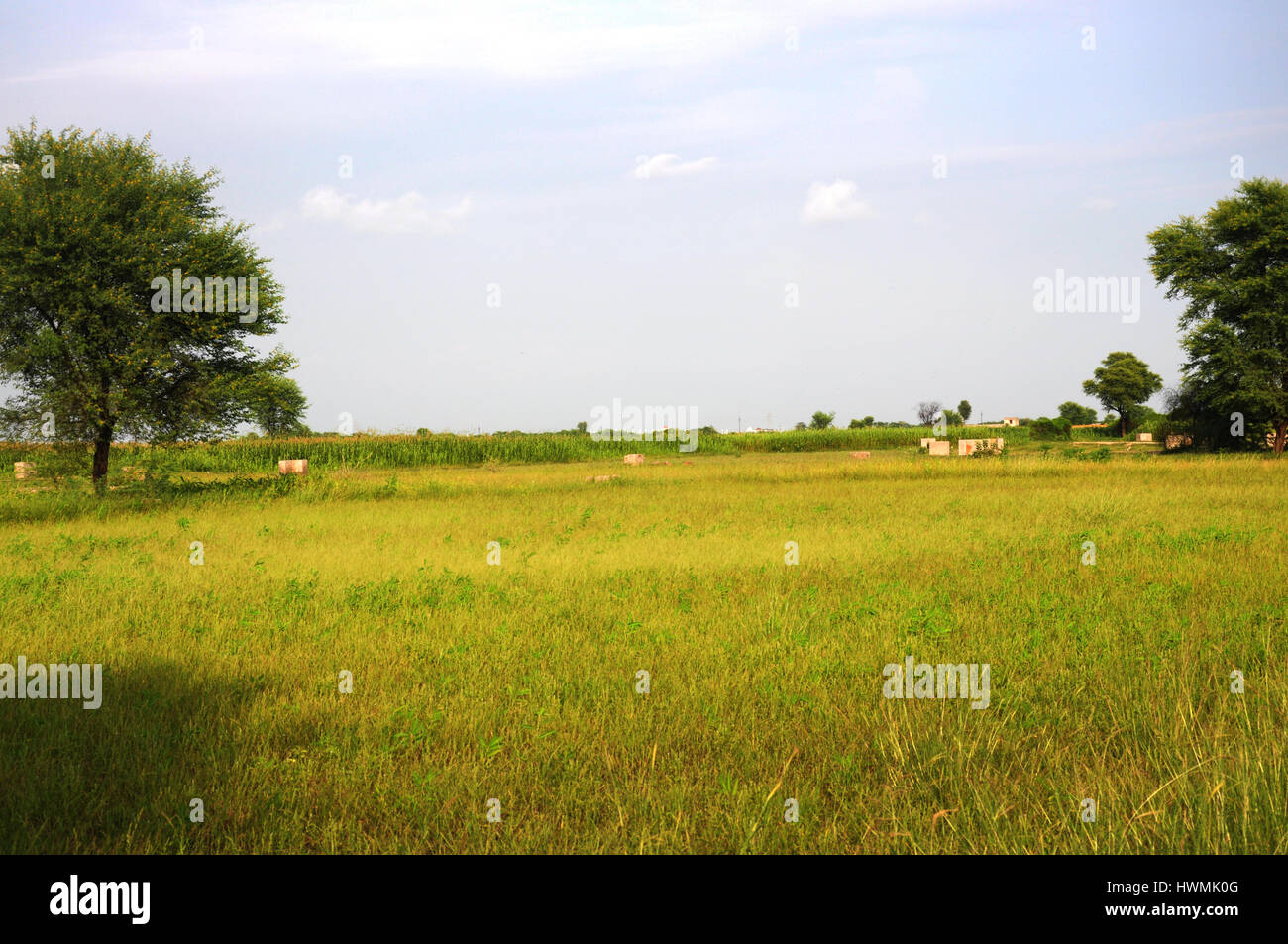 Agricultural Land, Rural Land, Rajasthan Village Landscape Developing ...