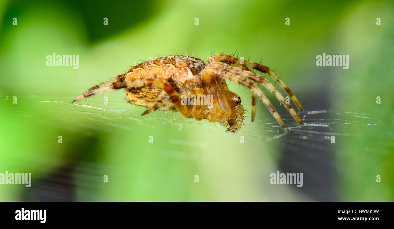Color macro portrait of an isolated single brown spider on its web ...