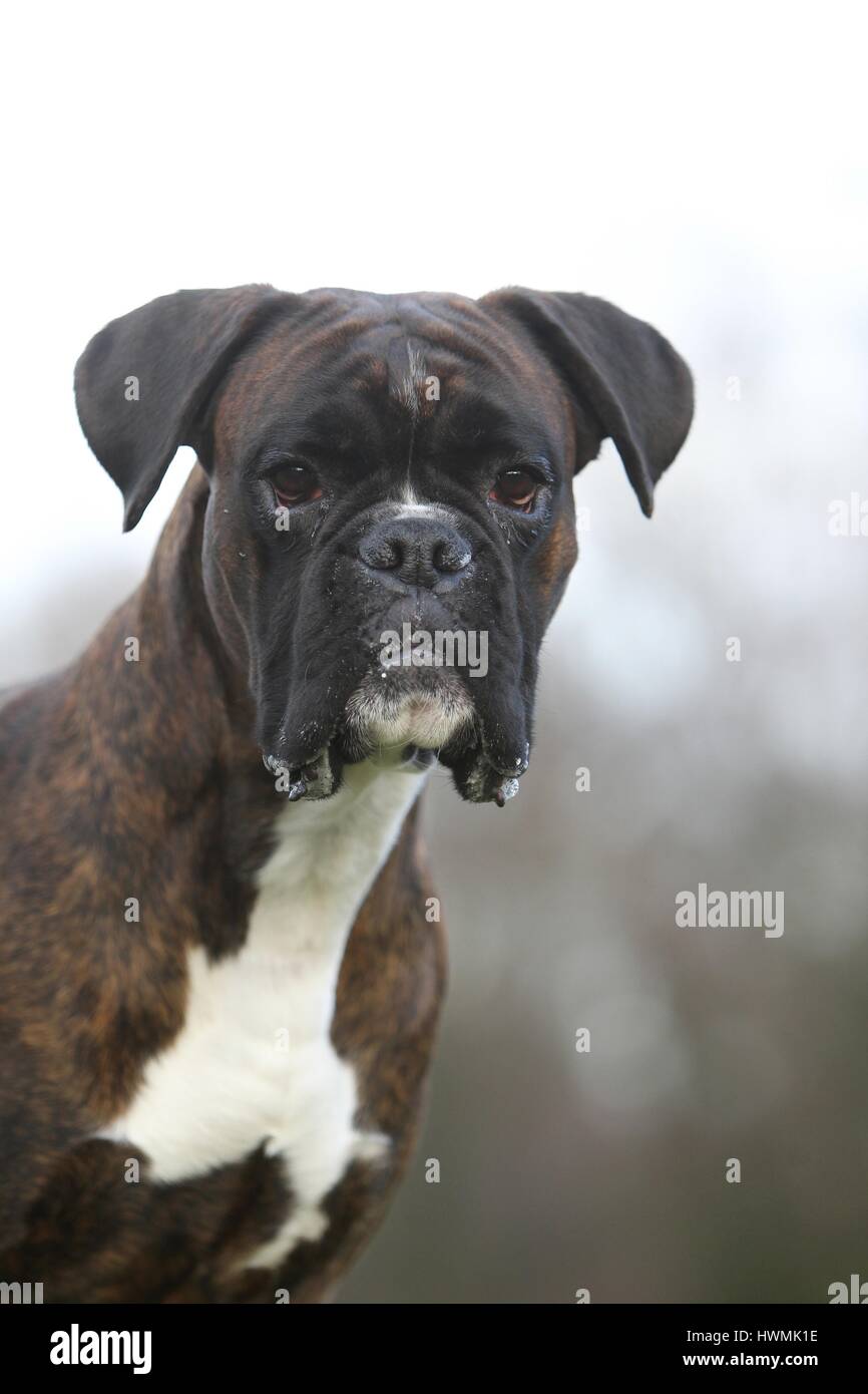 German Boxer Portrait Stock Photo - Alamy