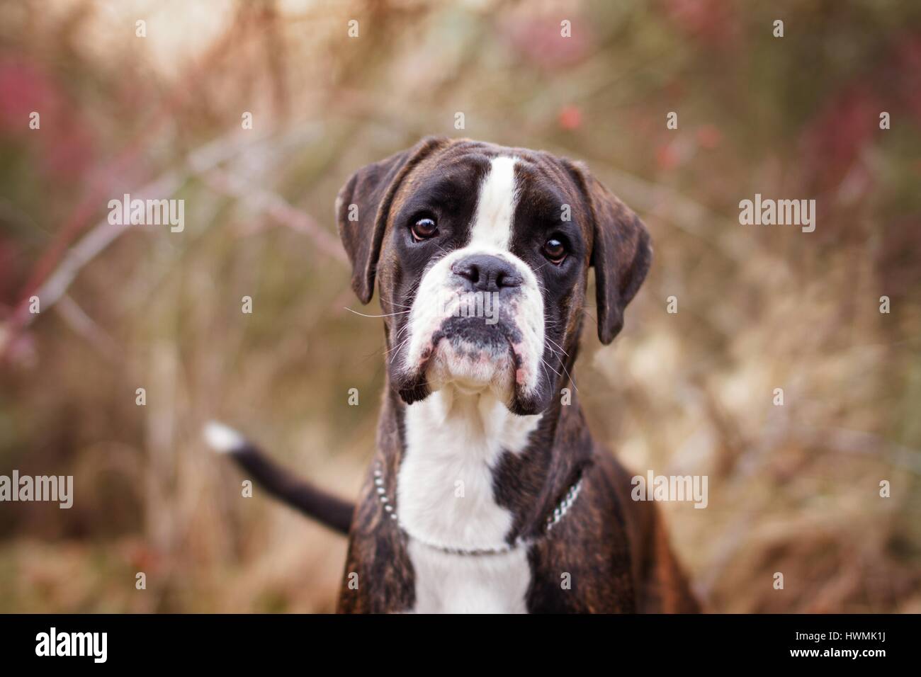 German Boxer Portrait Stock Photo - Alamy