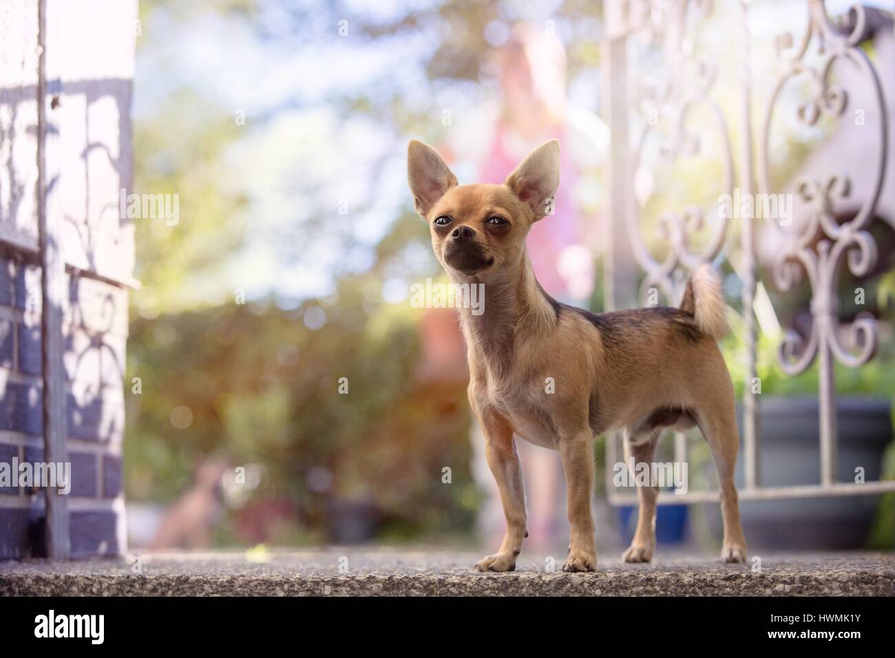 Chihuahua door hi-res stock photography and images - Alamy