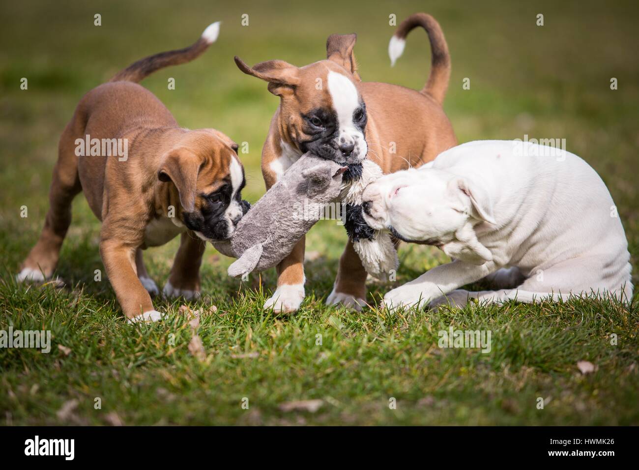German Boxer Puppies Stock Photo - Alamy