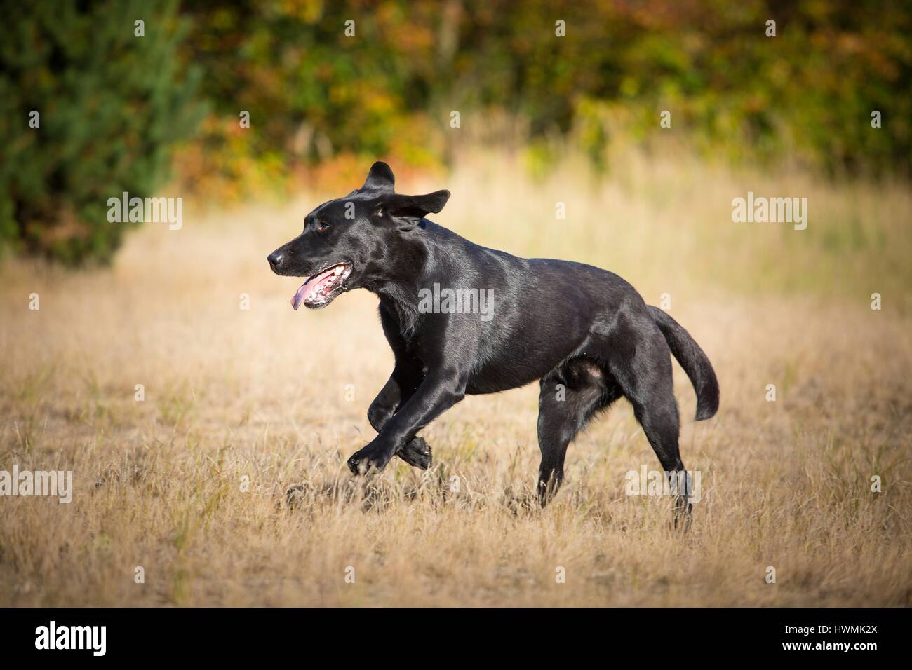 running Labrador Retriever Stock Photo - Alamy