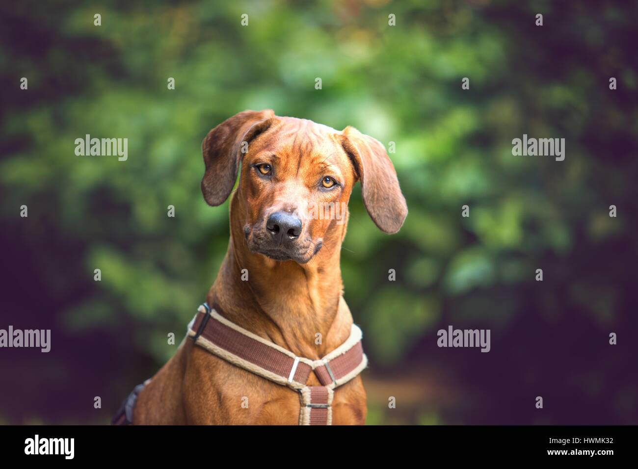 Rhodesian Ridgeback Portrait Stock Photo - Alamy