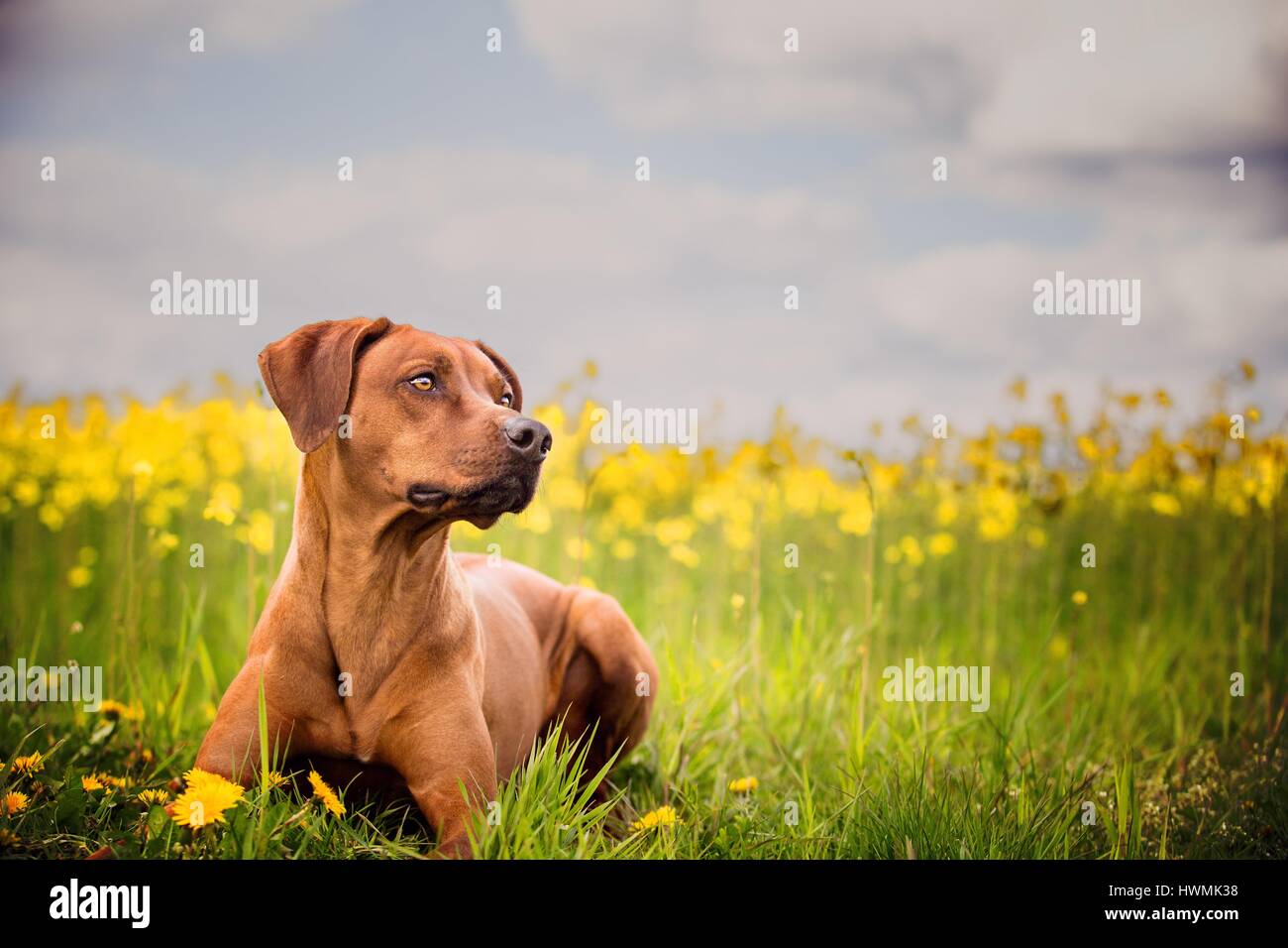 lying Rhodesian Ridgeback Stock Photo - Alamy