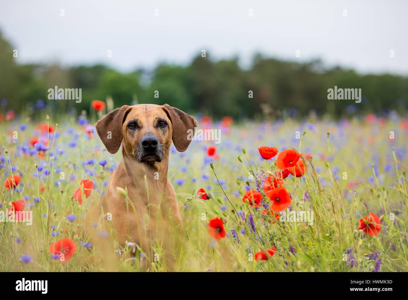 Rhodesian Ridgeback Portrait Stock Photo - Alamy