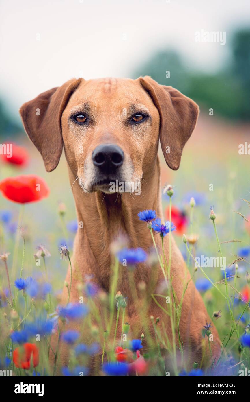 Rhodesian Ridgeback Portrait Stock Photo - Alamy