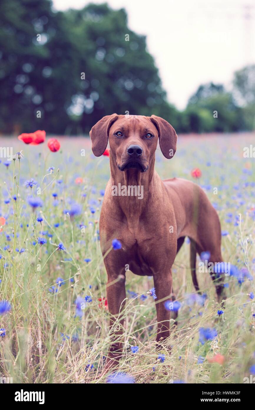 Lion eye flowers hi-res stock photography and images - Alamy