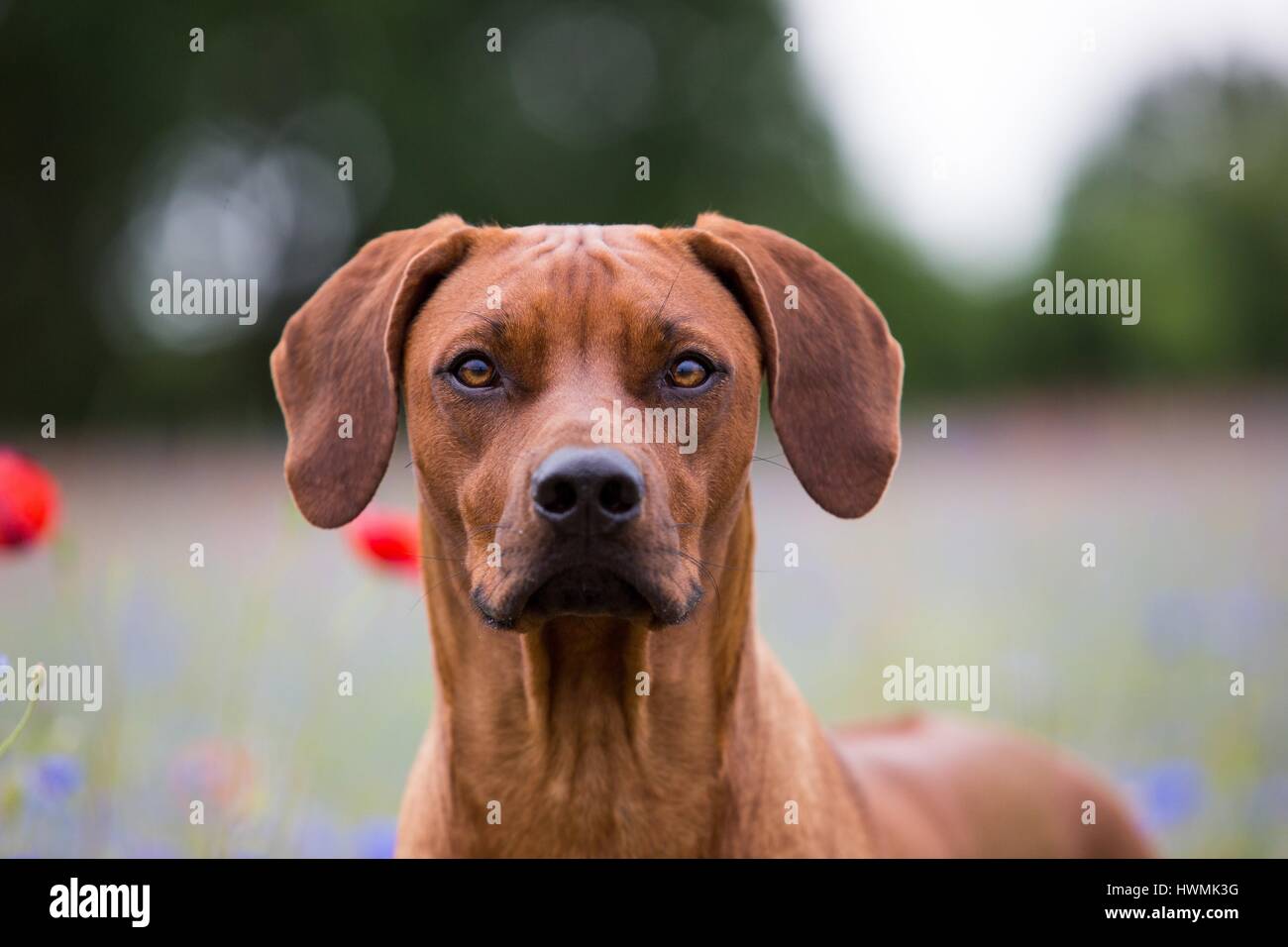 Rhodesian Ridgeback Portrait Stock Photo - Alamy