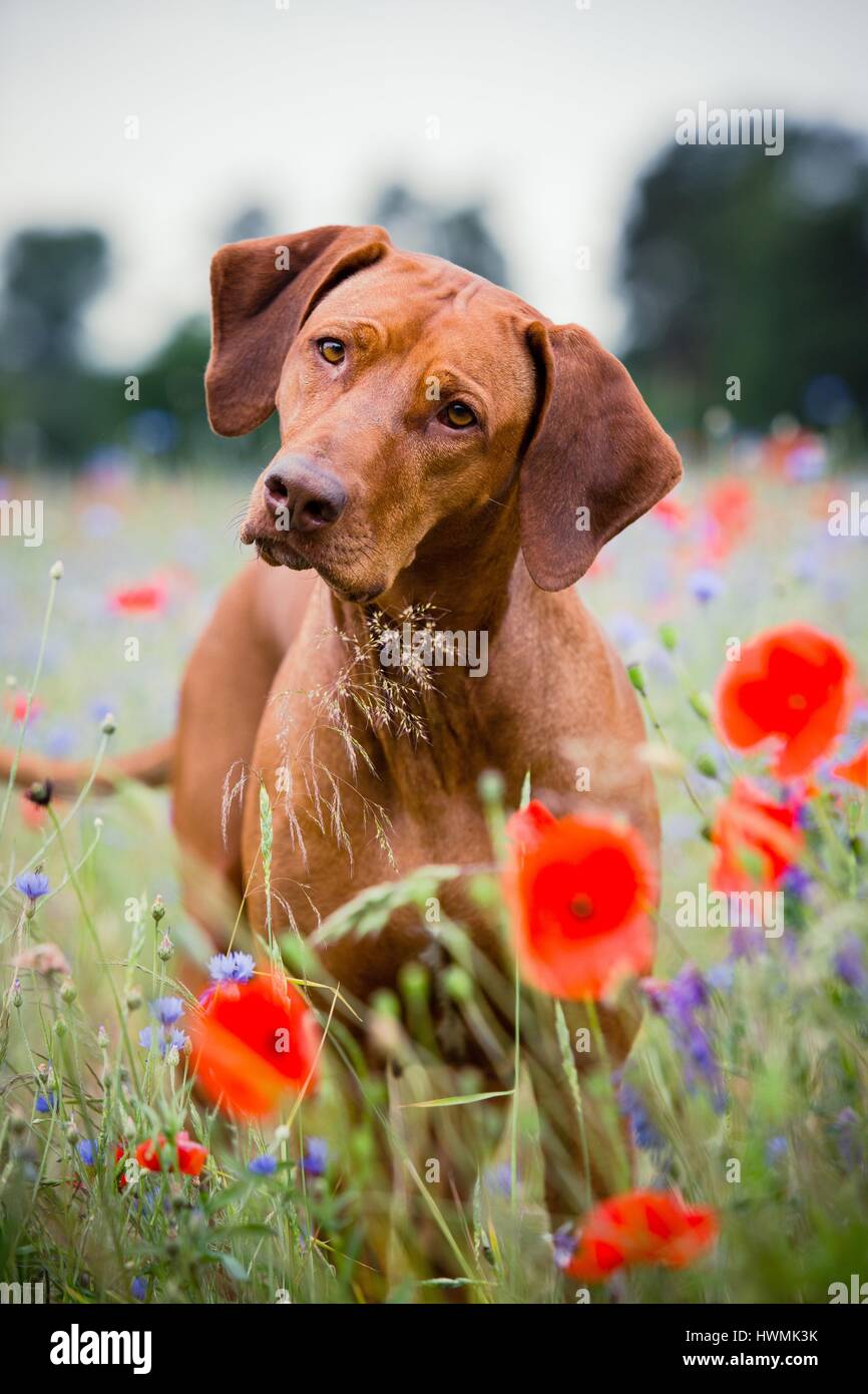 Rhodesian Ridgeback Portrait Stock Photo - Alamy