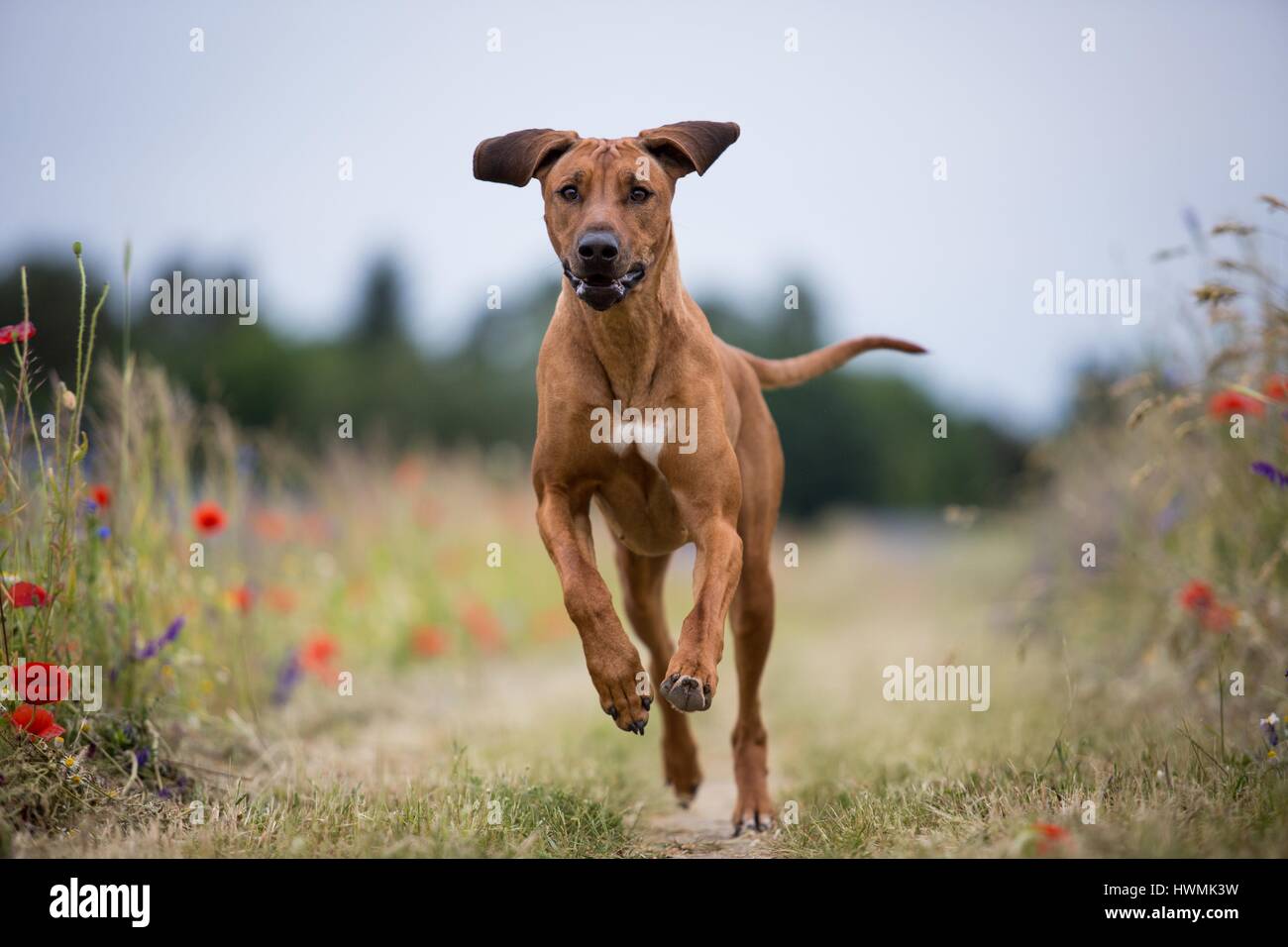 running Rhodesian Ridgeback Stock Photo - Alamy