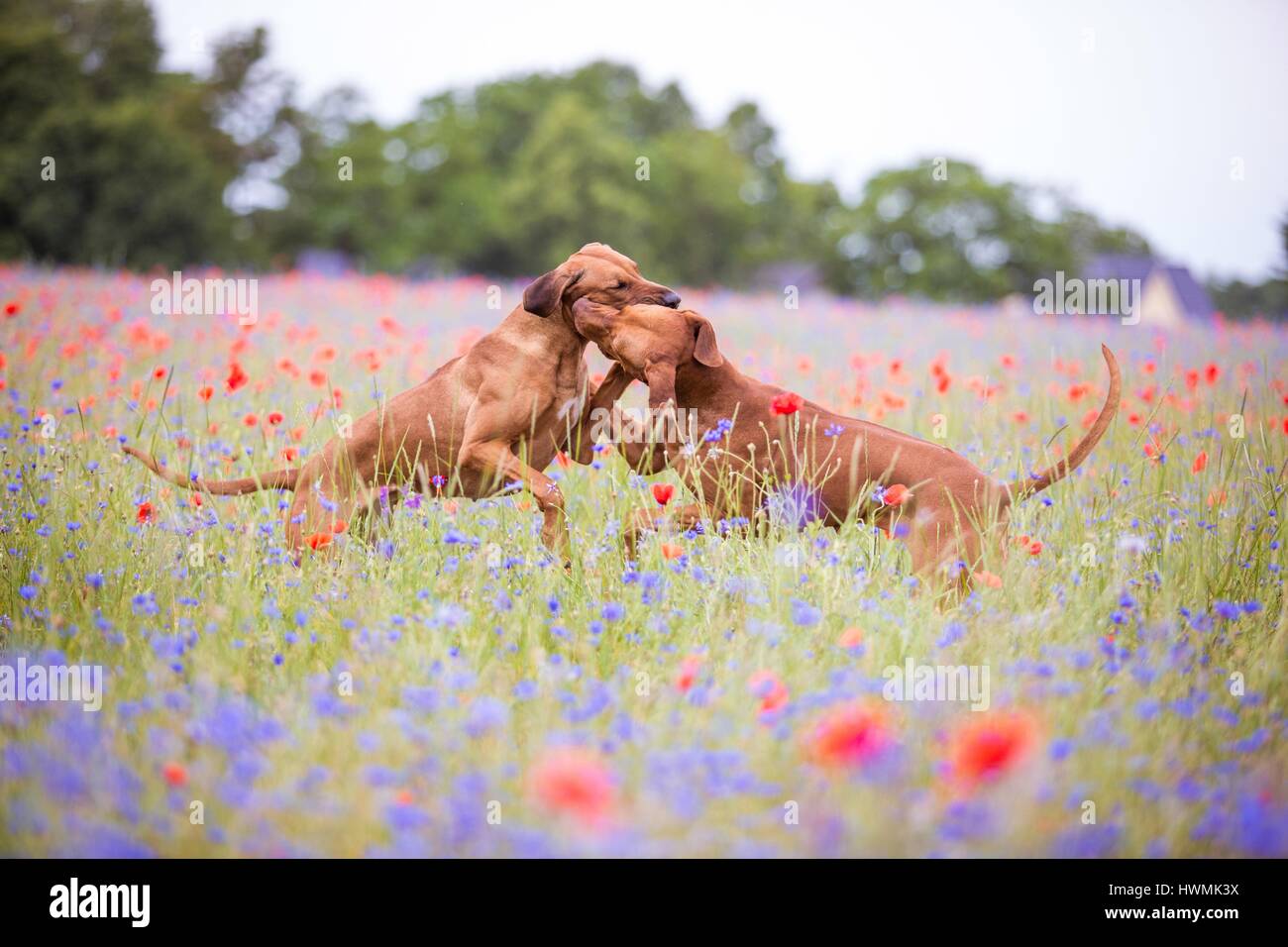 2 Rhodesian Ridgebacks Stock Photo - Alamy