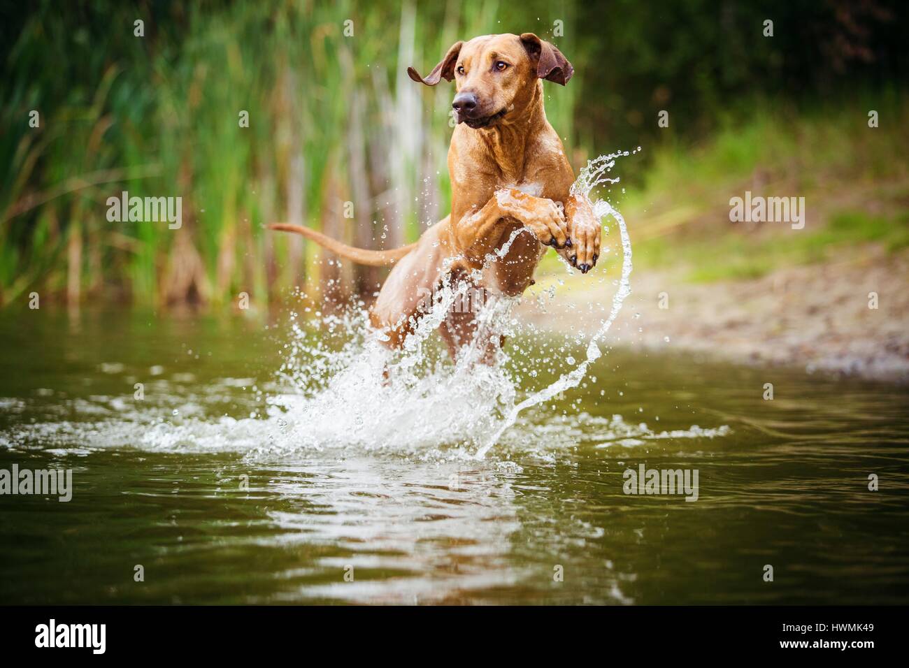 running Rhodesian Ridgeback Stock Photo - Alamy