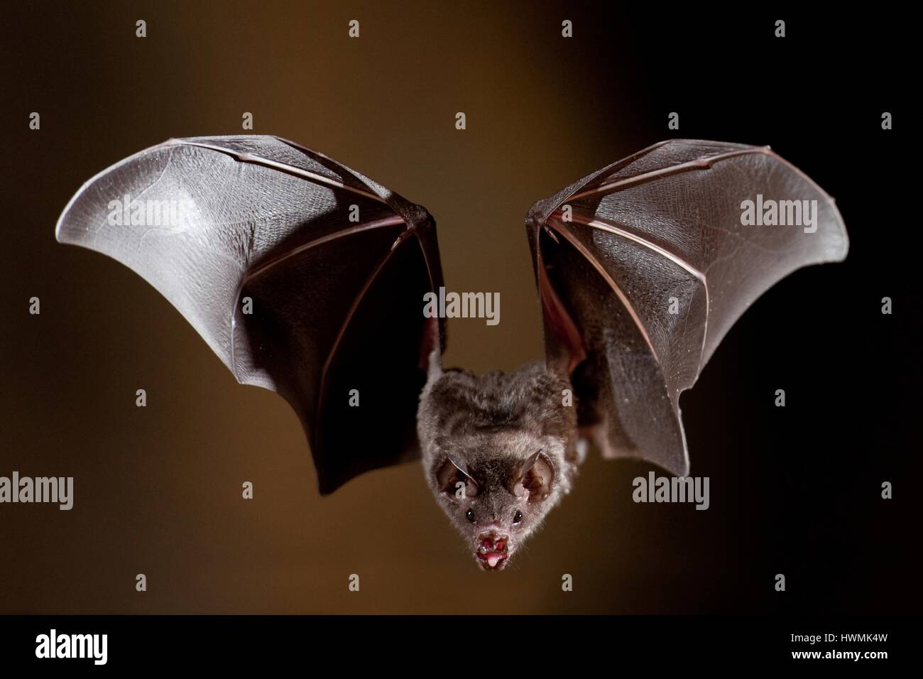 Short tailed bats hi-res stock photography and images - Alamy