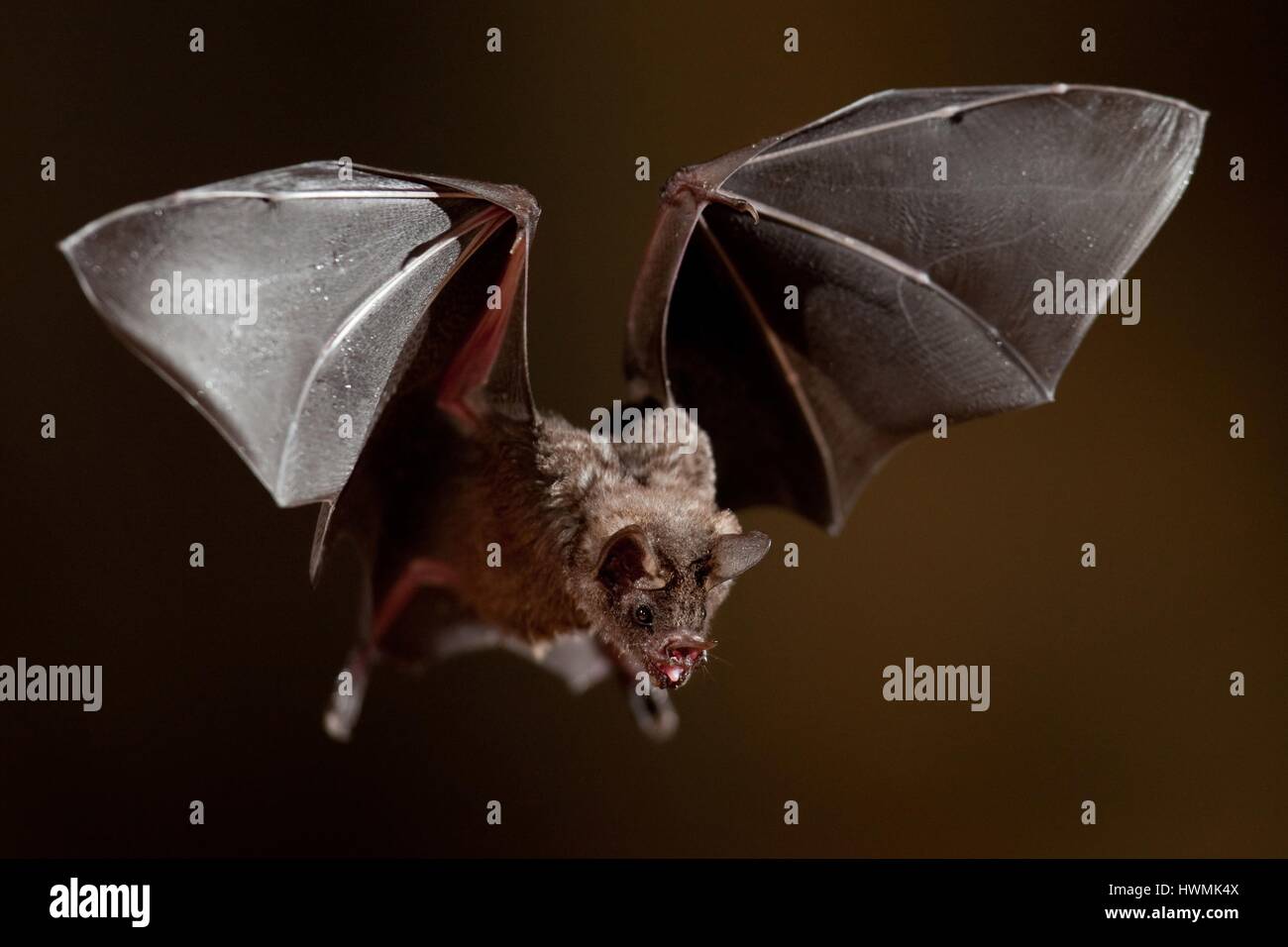 short-tailed fruit bat Stock Photo - Alamy