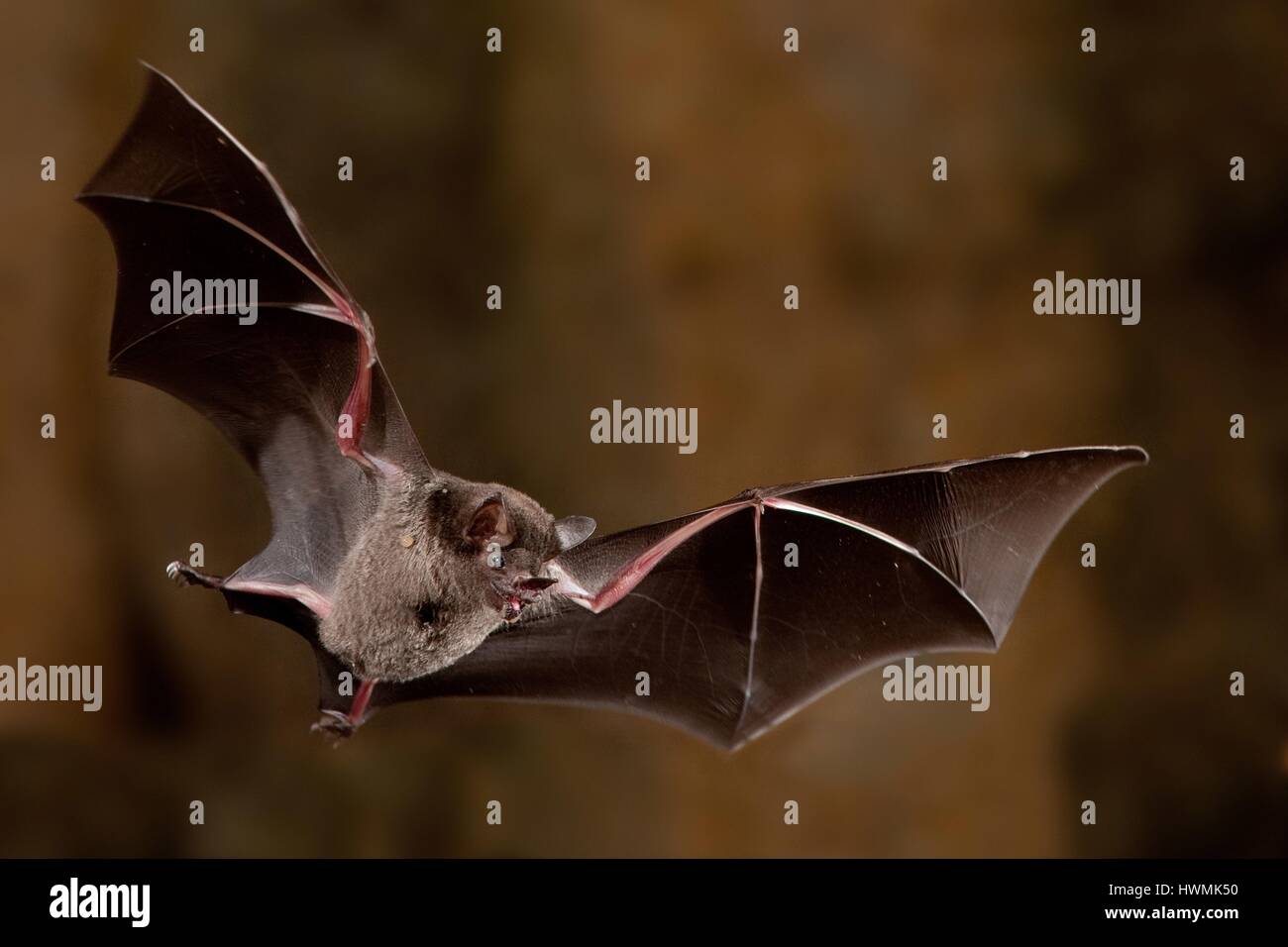 Long Tailed Fruit Bat