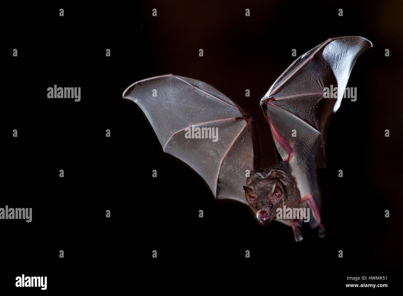 short-tailed fruit bat Stock Photo - Alamy