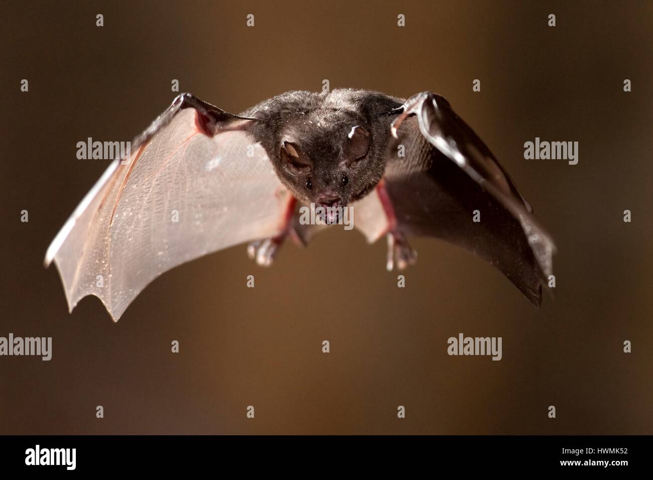 Short tailed bats hi-res stock photography and images - Alamy