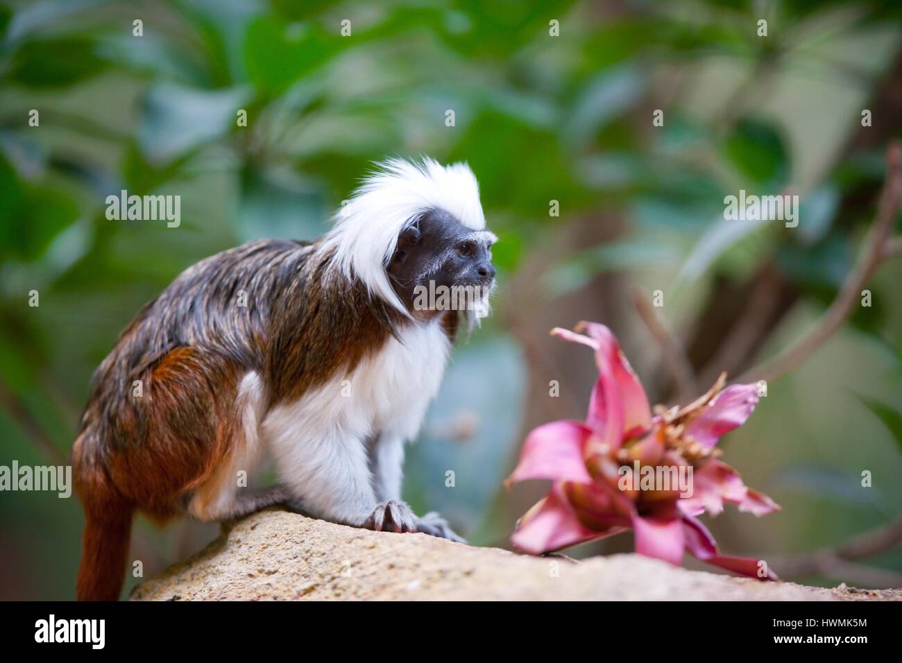 Tamarin flower hi-res stock photography and images - Alamy