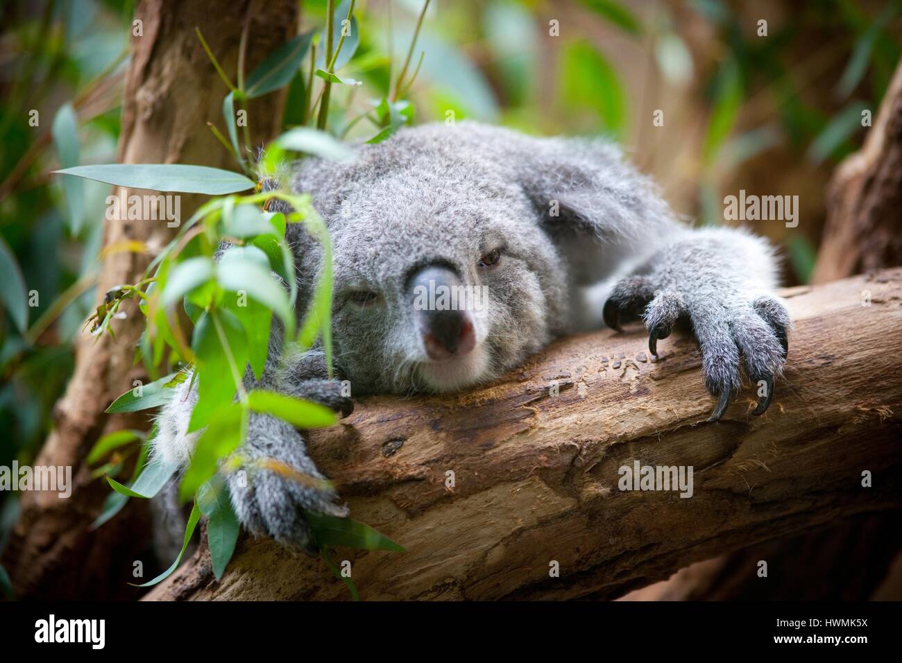 Koala chilling hi-res stock photography and images - Alamy