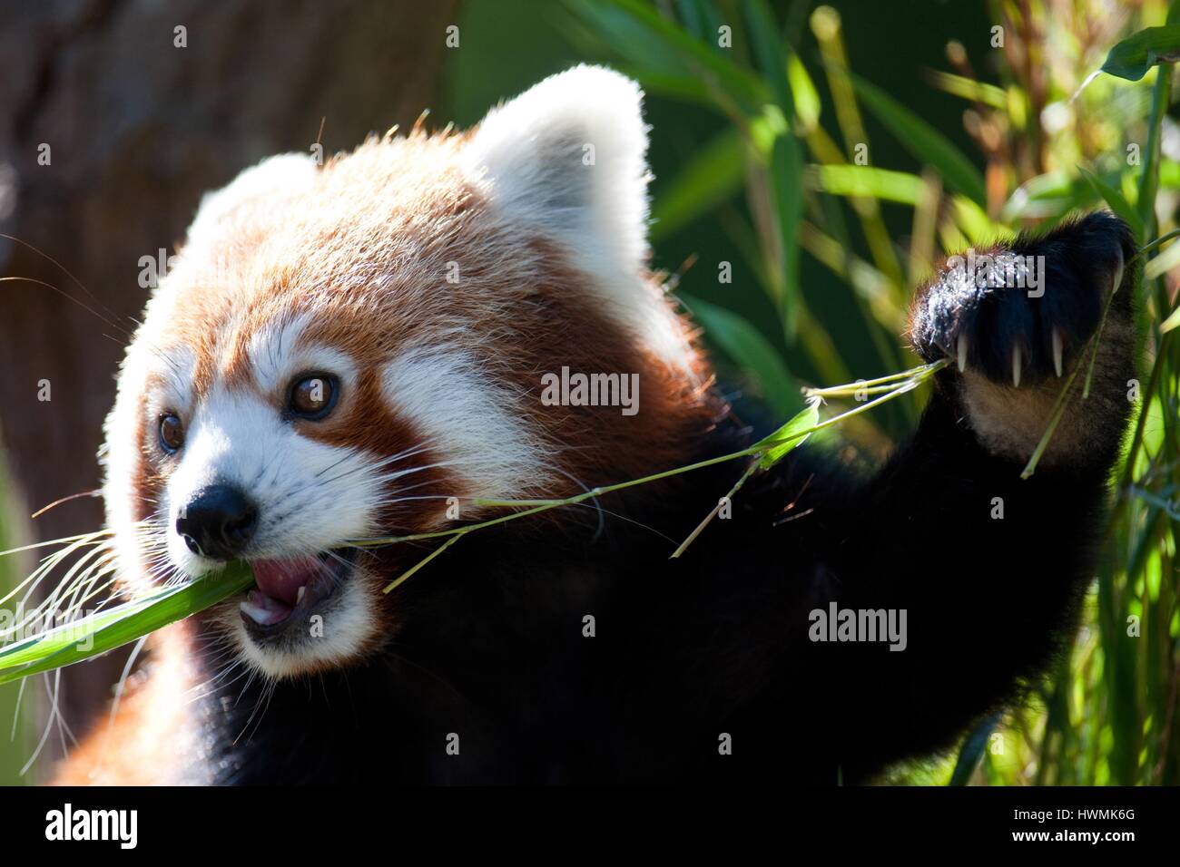 Predator cue hi-res stock photography and images - Alamy