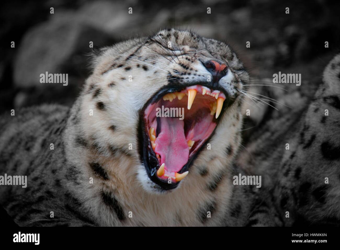 Tired snow leopard hi-res stock photography and images - Alamy