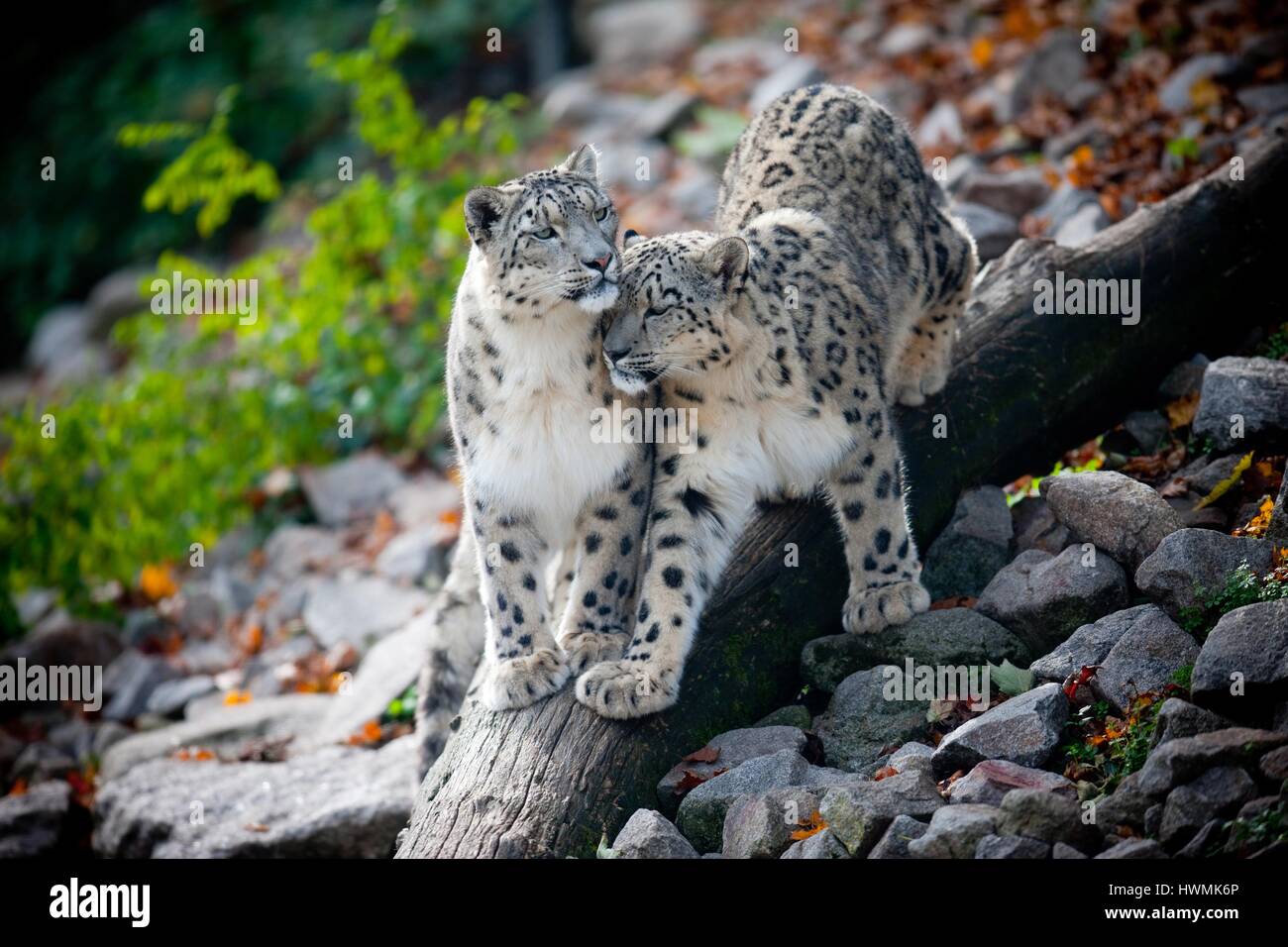 Two snow leopards hi-res stock photography and images - Alamy