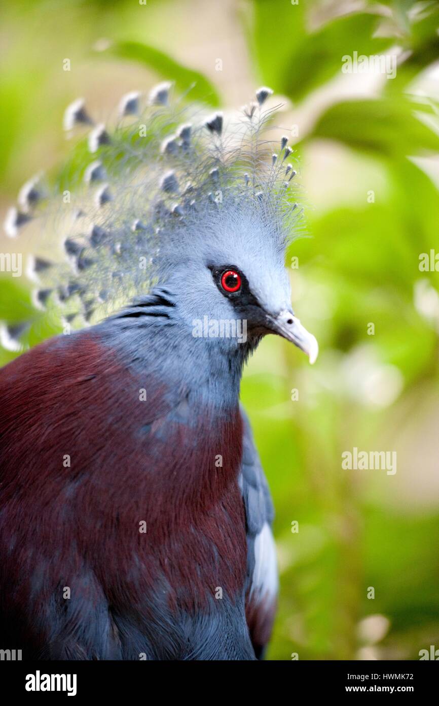 Victoria Crowned Pigeon Stock Photo - Alamy
