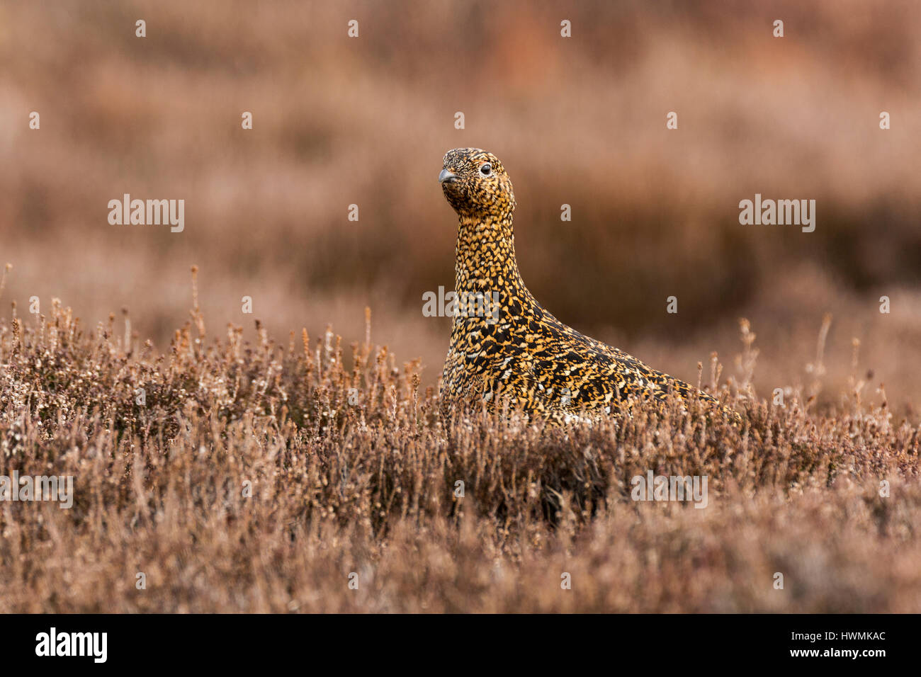 Red Grouse Lagopus lagopus scotica Stock Photo - Alamy