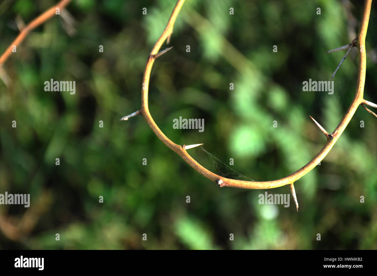 Plant morphology hi-res stock photography and images - Alamy
