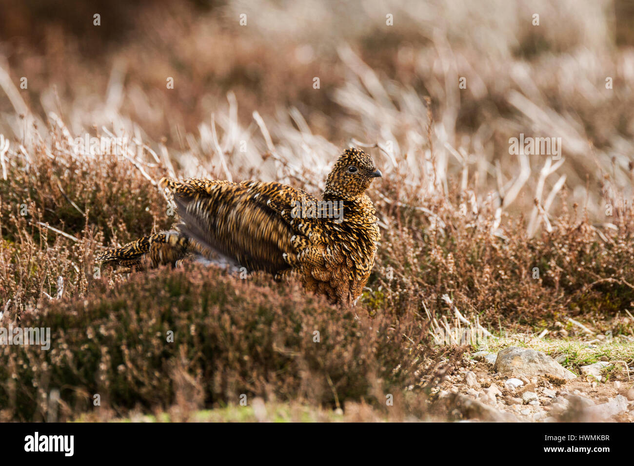 Red Grouse Lagopus lagopus scotica Stock Photo - Alamy