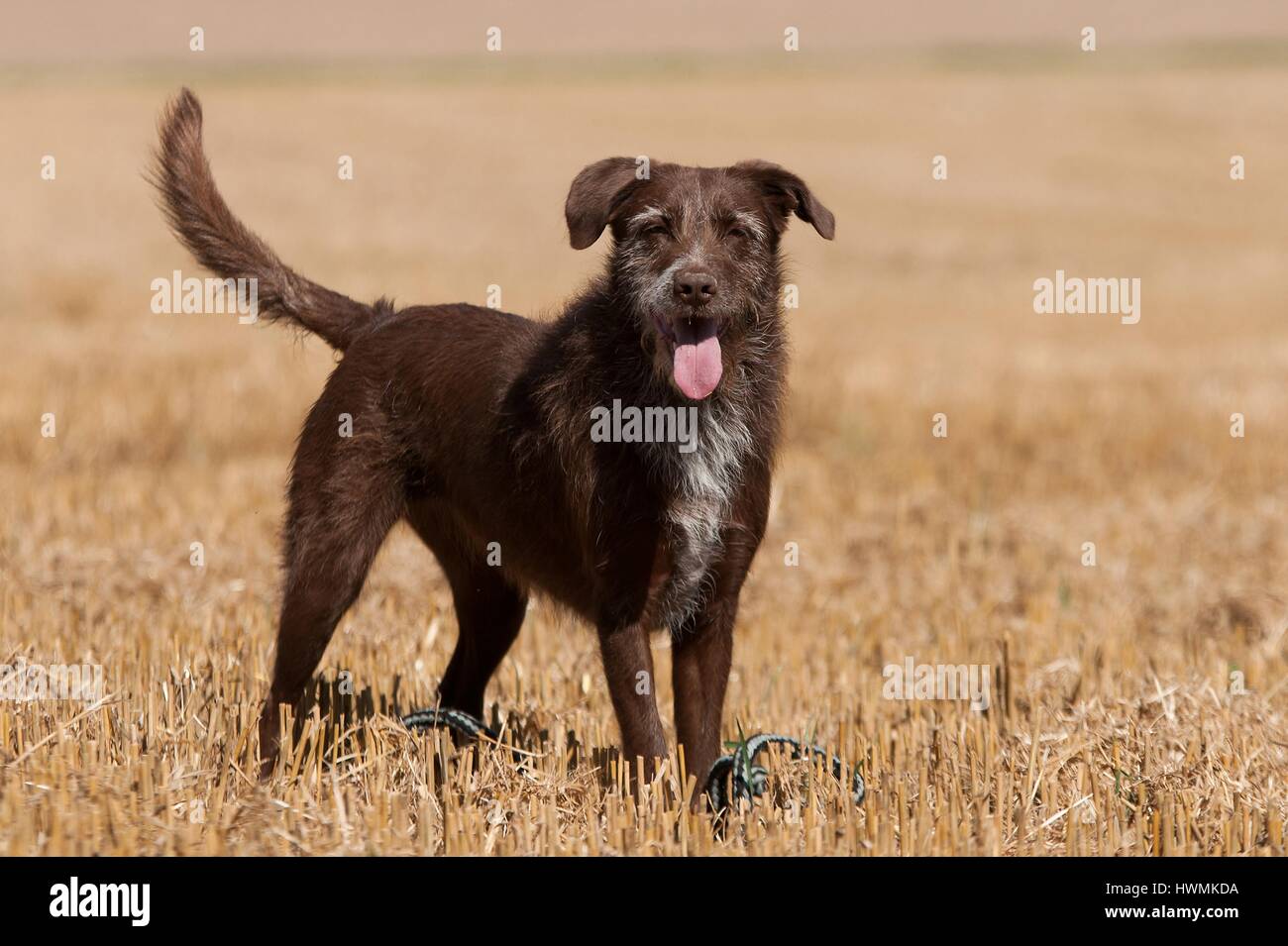 Wire Hair Terrier Lab Mix
