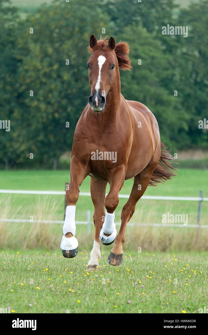 Galloping boots hi-res stock photography and images - Alamy