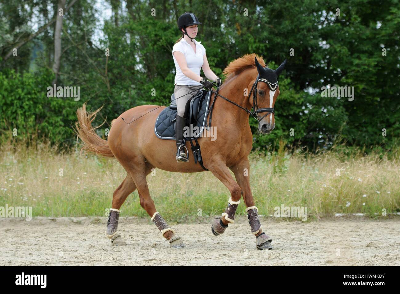 woman rides Hanoverian Stock Photo - Alamy