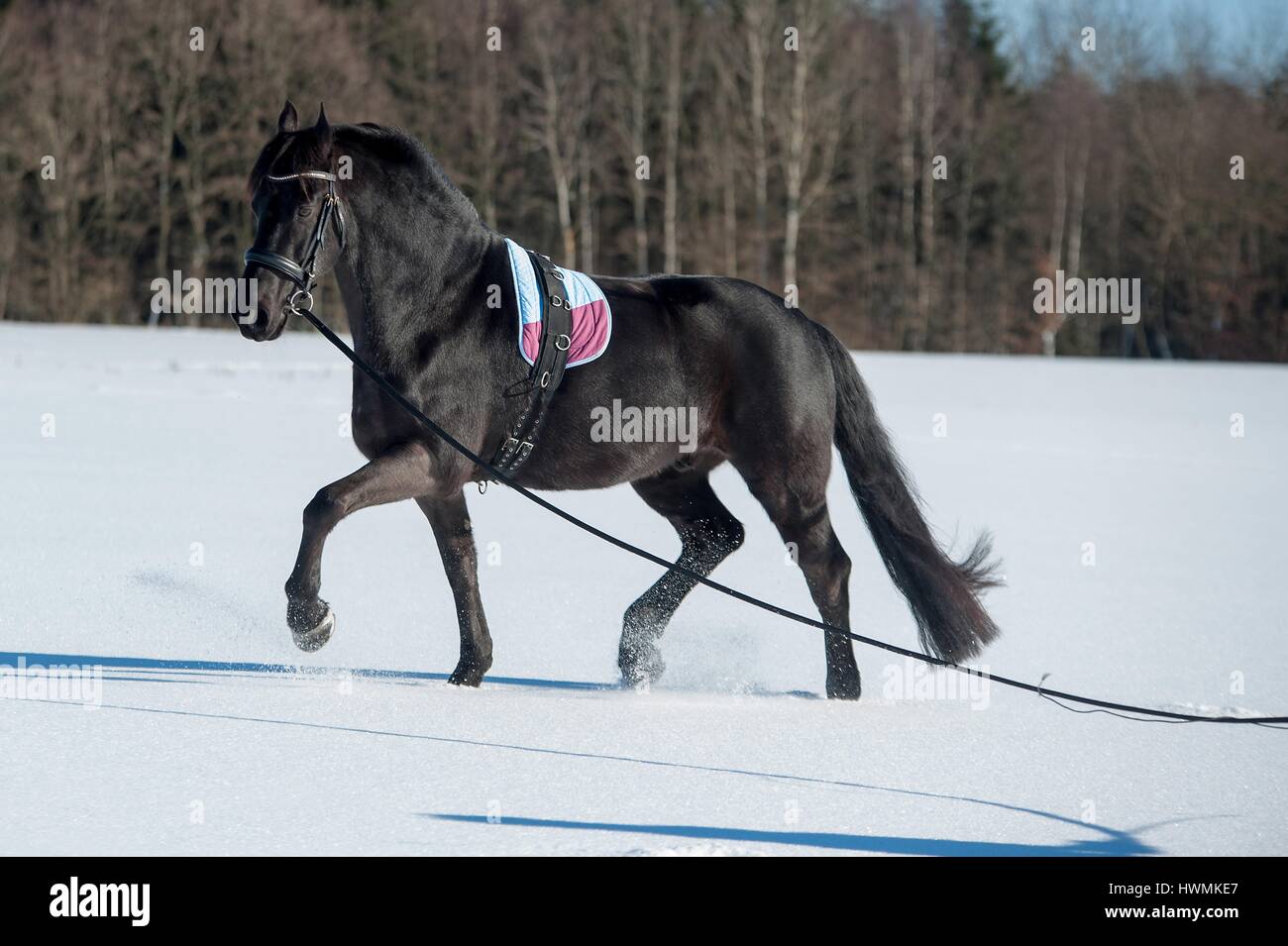 Friesian horse walking snow hi-res stock photography and images - Alamy