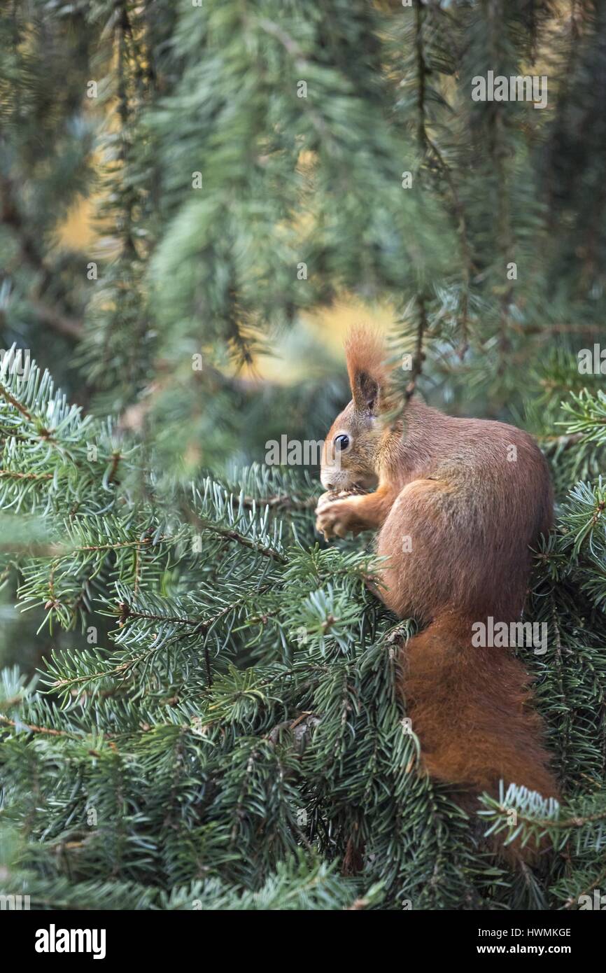 Eurasian red squirrel Stock Photo - Alamy