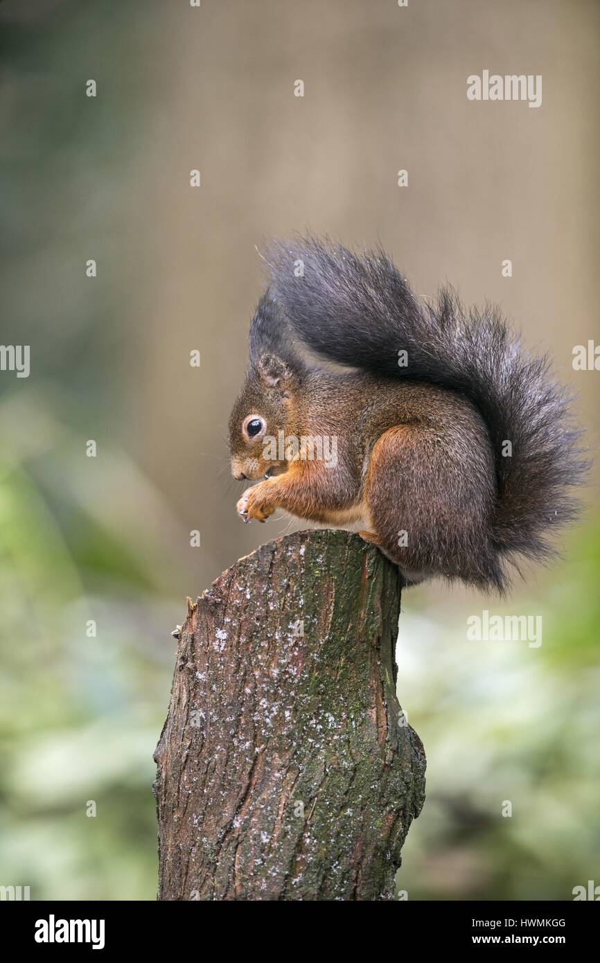 Eurasian red squirrel Stock Photo - Alamy