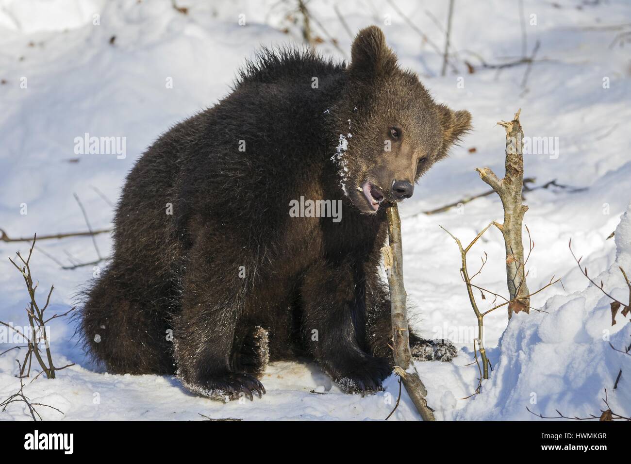 Bear Nibbles High Resolution Stock Photography and Images - Alamy