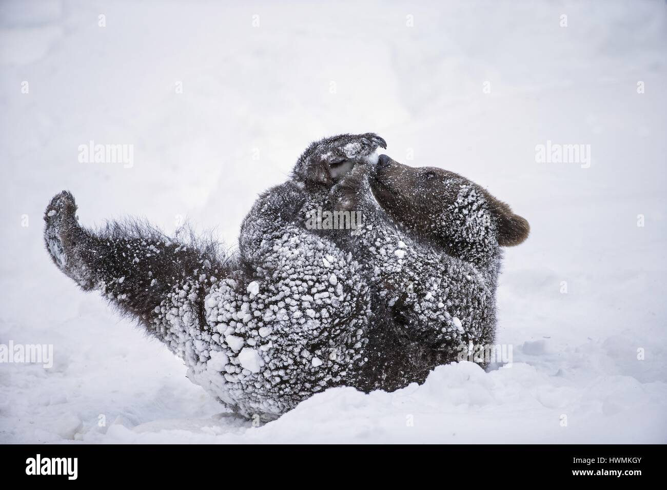 Young bear rolling hi-res stock photography and images - Alamy