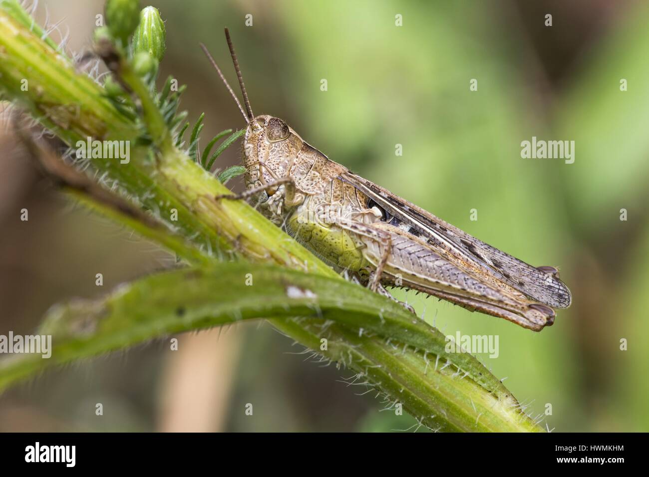 Rufous grasshoppers hi-res stock photography and images - Alamy