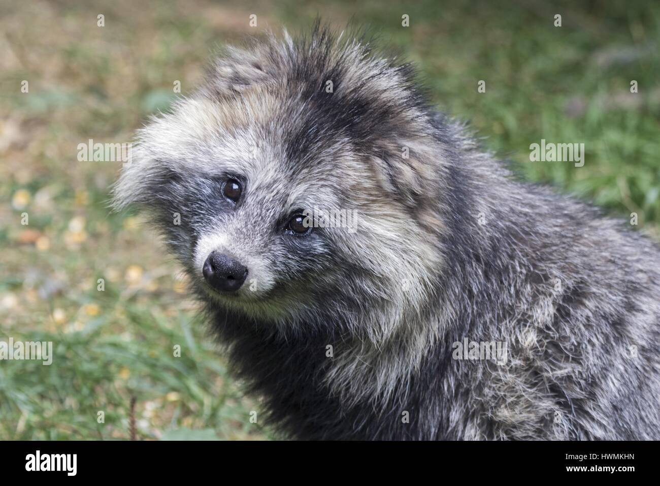 Side view portrait of a raccoon hi-res stock photography and images - Alamy
